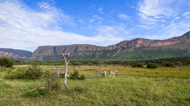 Voyage en Afrique du Sud et au Botswana