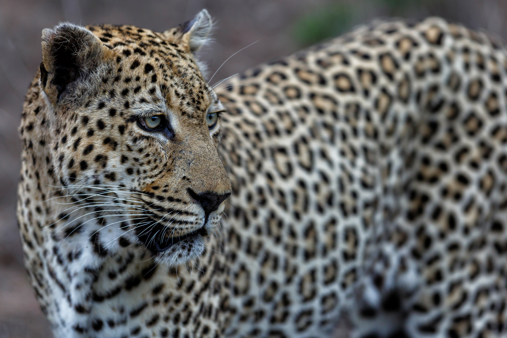 Namibia Safari & Strand: Wildnis erleben | Tourlane