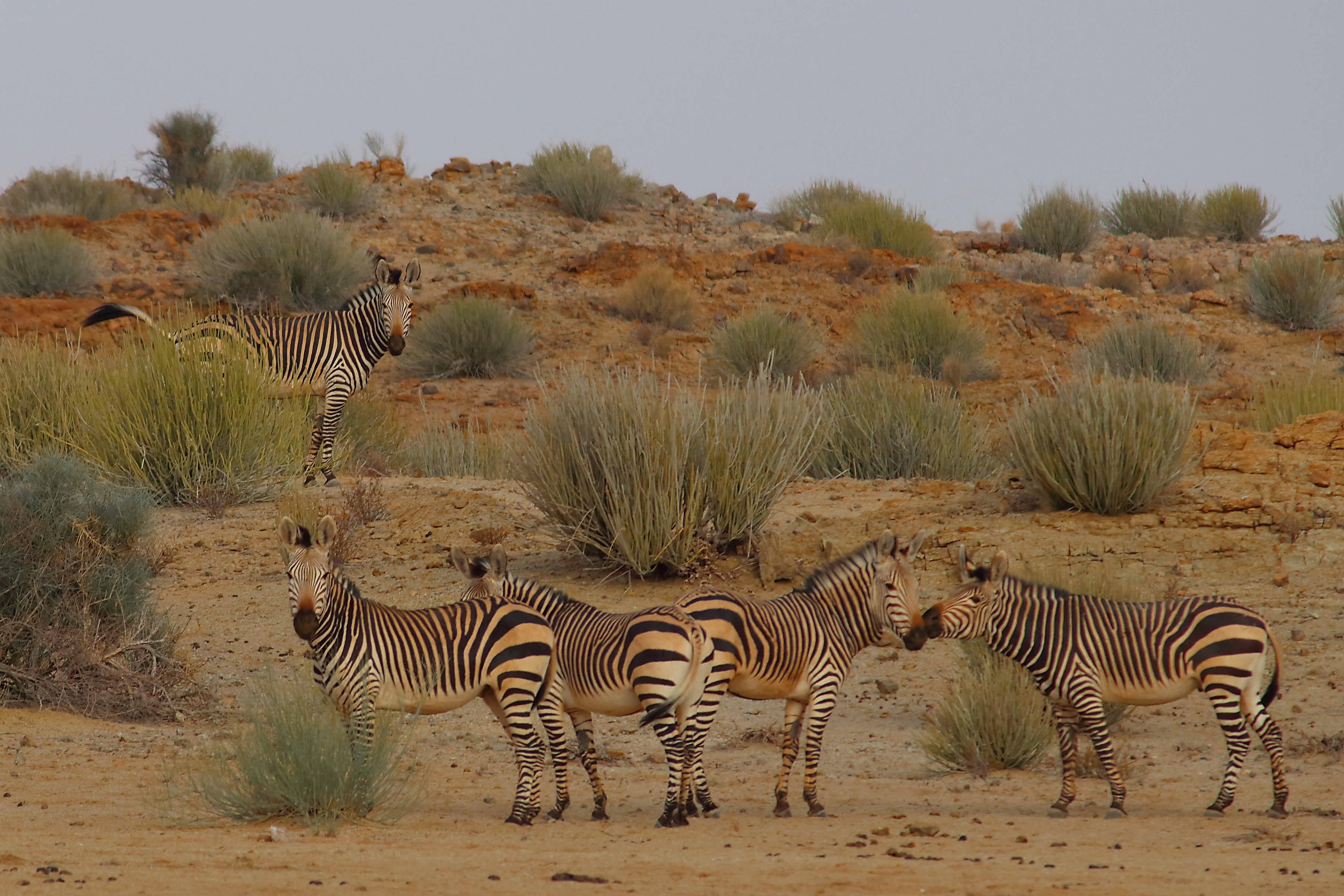 Namibia: Mietwagenrundreise ab Windhoek durch die Kalahari | Tourlane