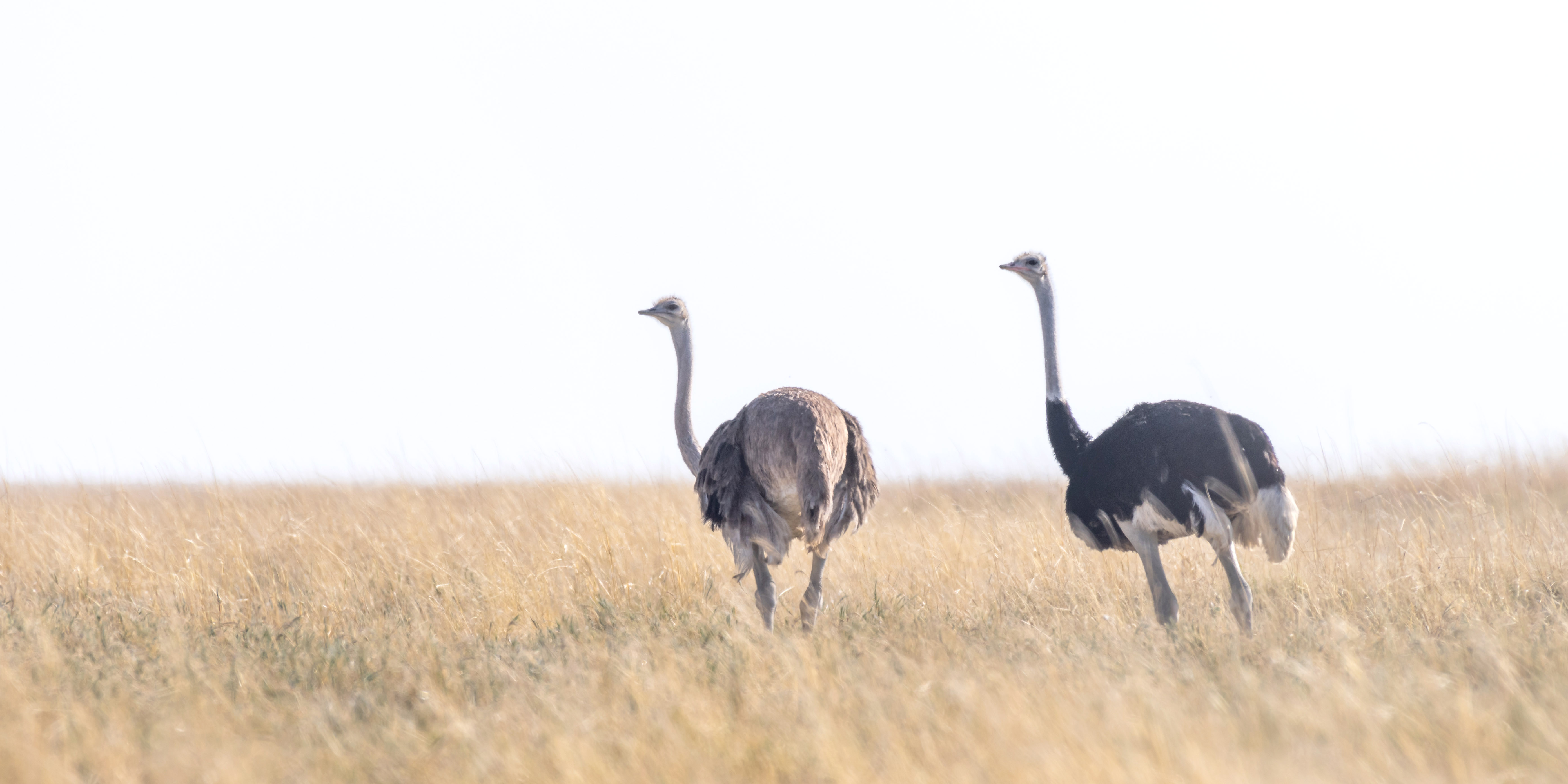 Namibia & Botswana Rundreise: Entdecken Sie Afrikas Vielfalt | Tourlane